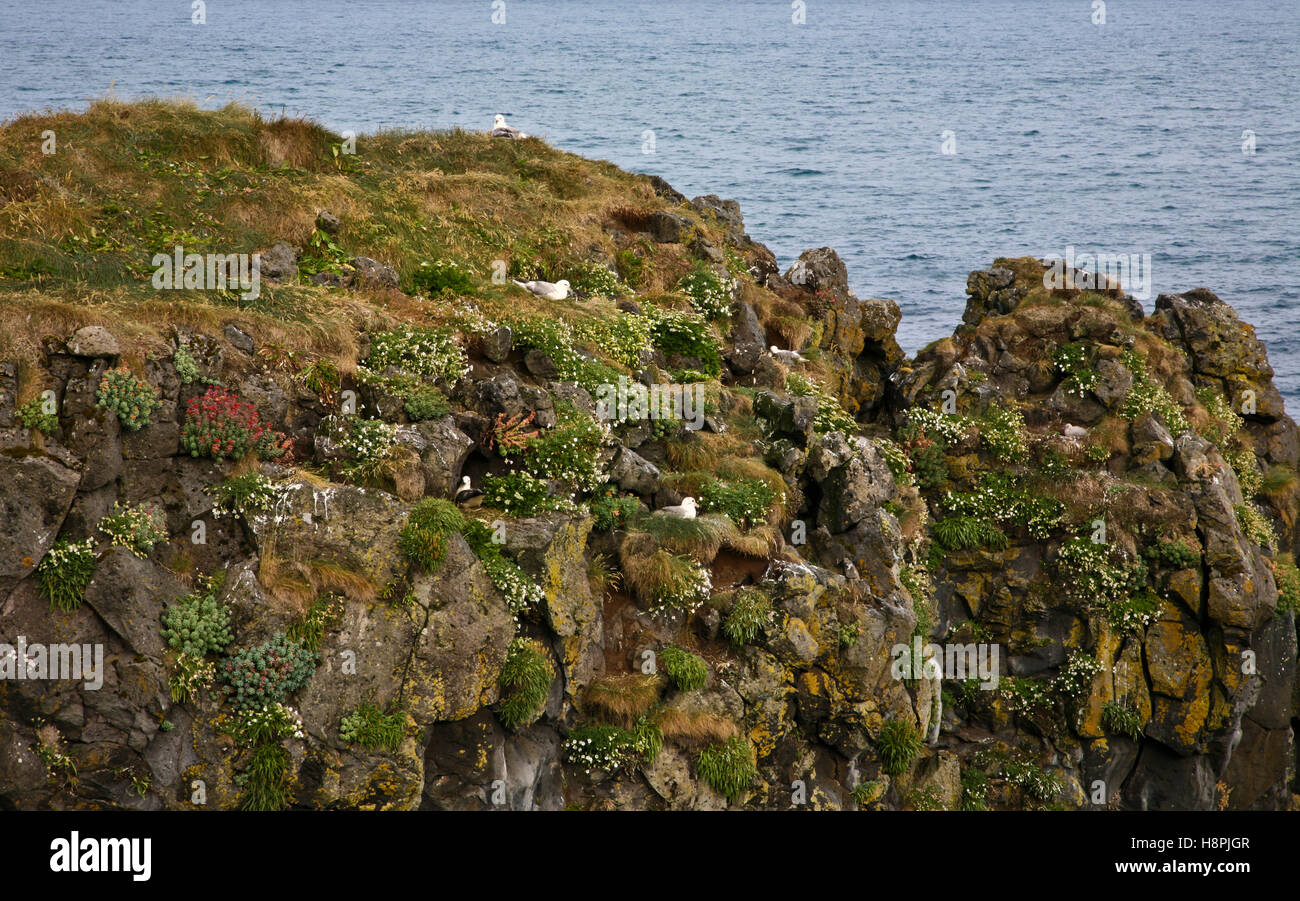 Seabirds nesting on rock cliffs of Snaefellsnes Peninsula, Arnarstapi ...