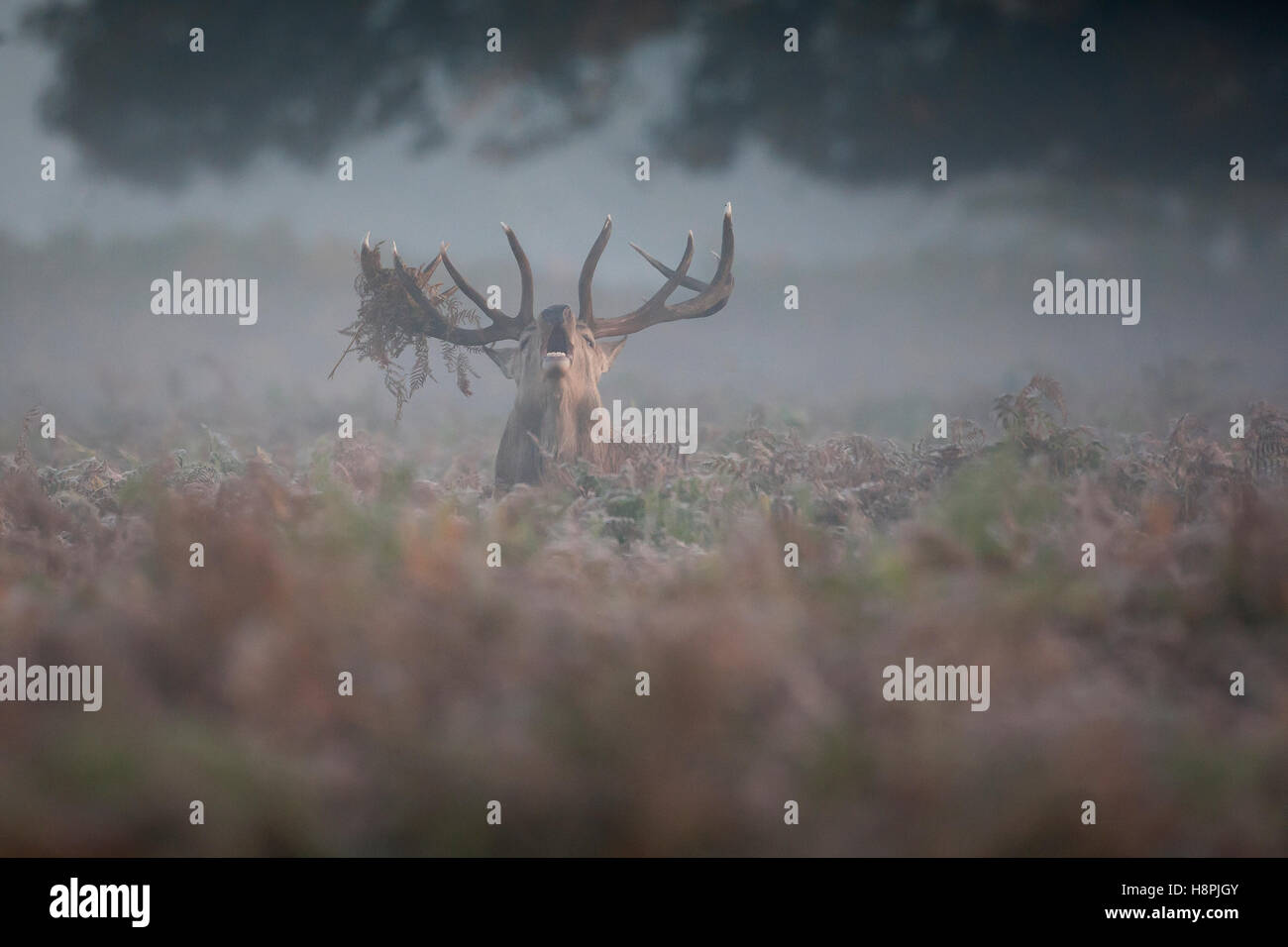 Red deer stag facing forward hi-res stock photography and images - Alamy