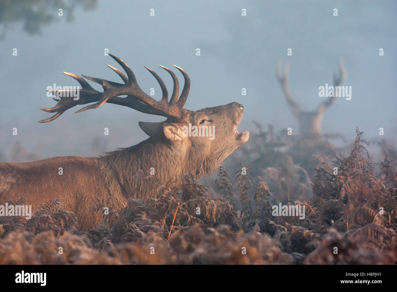 Red deer stag facing forward hi-res stock photography and images - Alamy