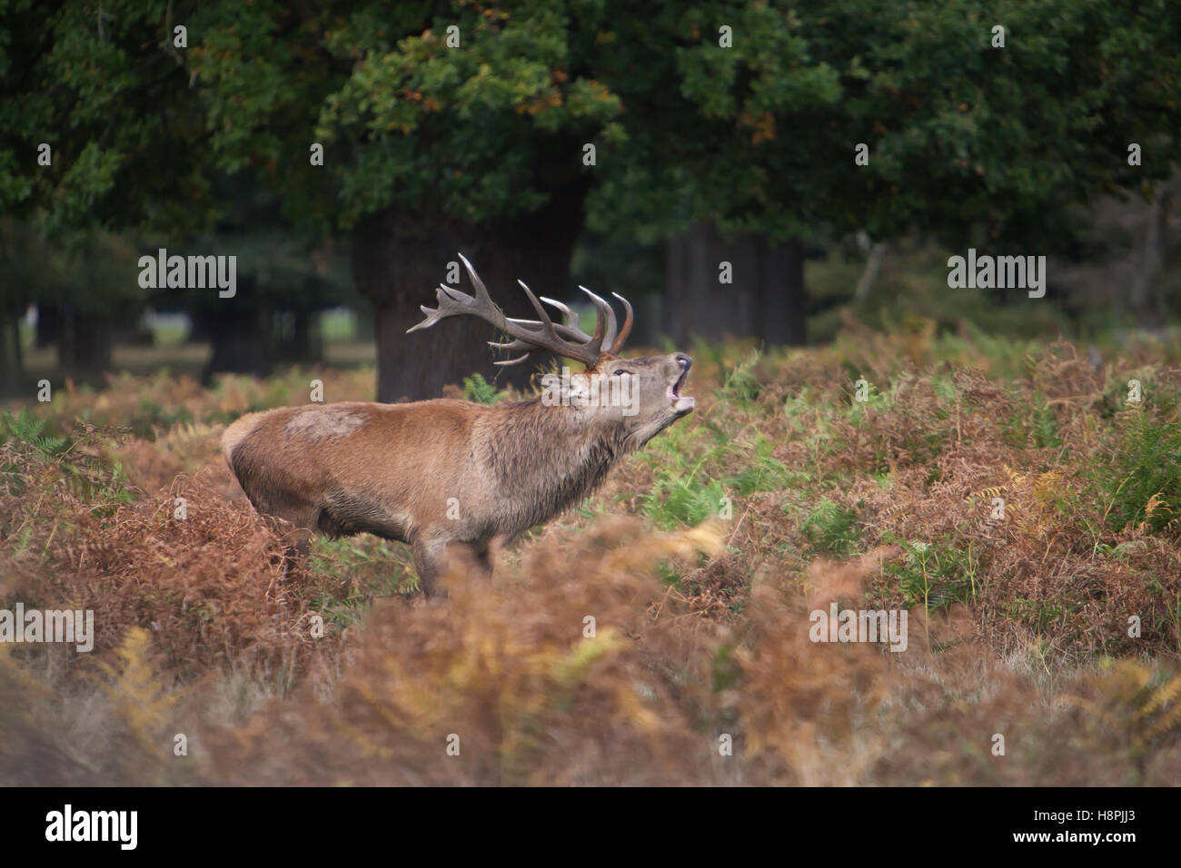 Red deer stag roaring in the rutting season Stock Photo - Alamy