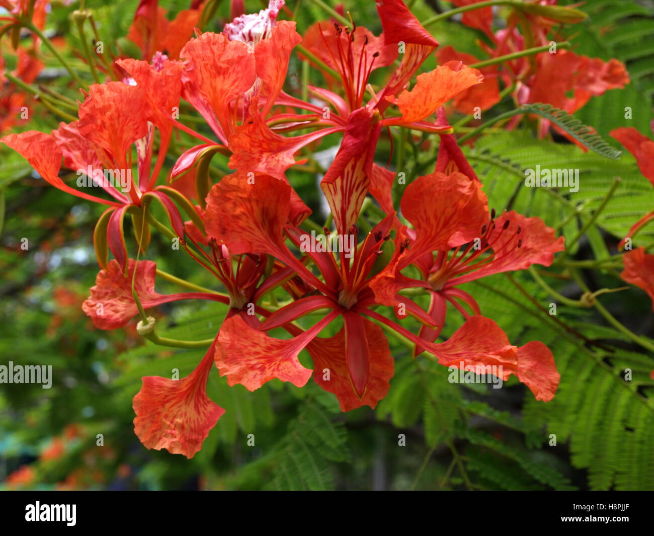 Pretty red hi-res stock photography and images - Alamy