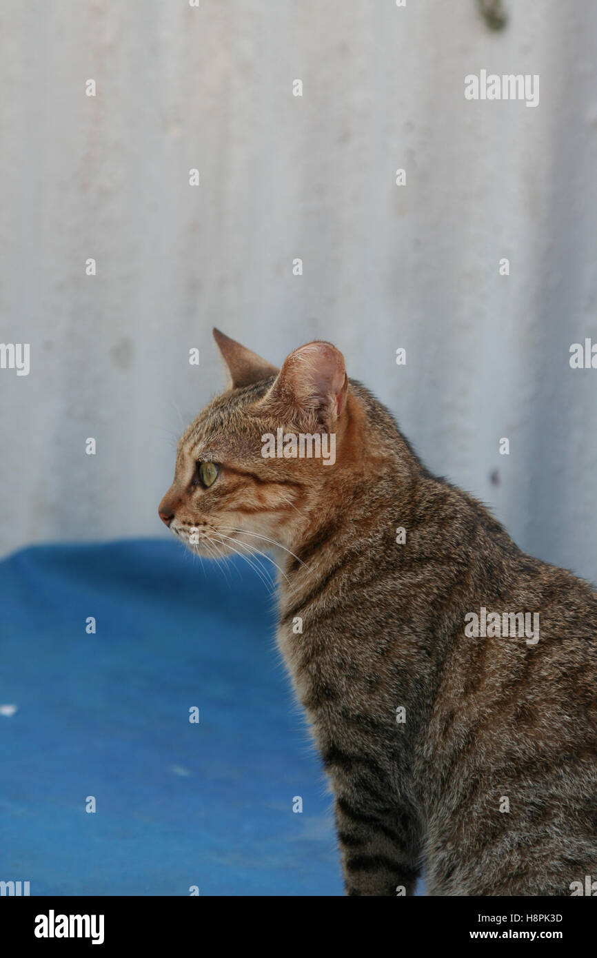 Side view of a sitting cat, outdoor, Hong Kong, Asia Stock Photo - Alamy