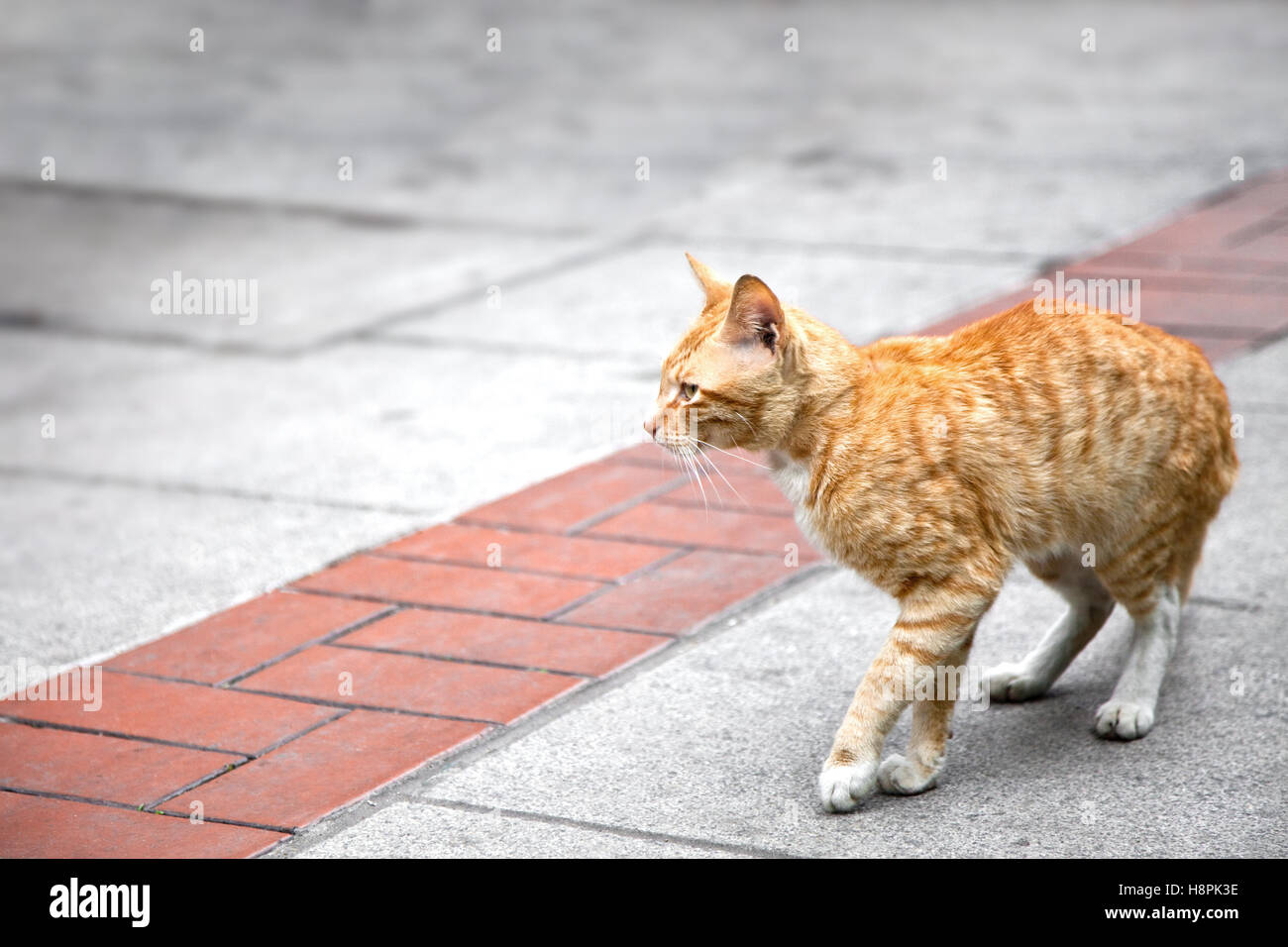 Side view of a ginger cat, outdoor, Hong Kong Stock Photo - Alamy