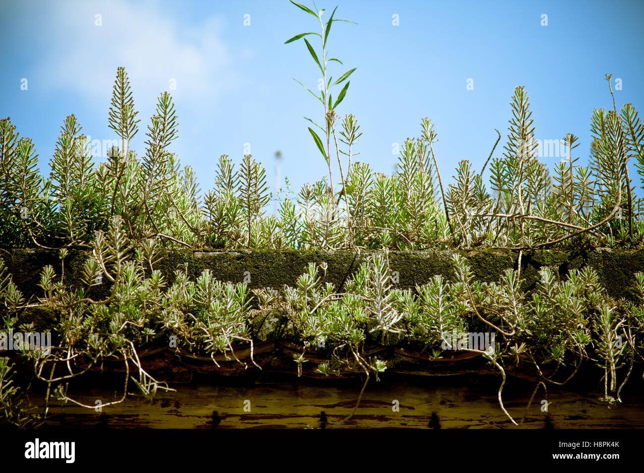 Cross section of growing plant Stock Photo - Alamy