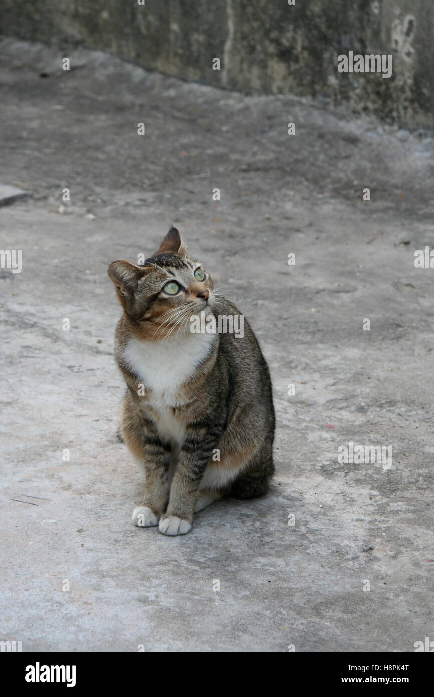 Cat looking up in outdoor Stock Photo - Alamy