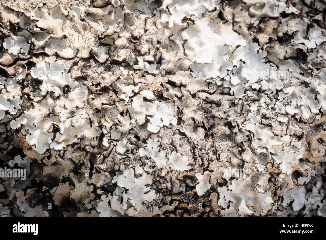 Grey lichen in rain forest, Thailand Stock Photo - Alamy