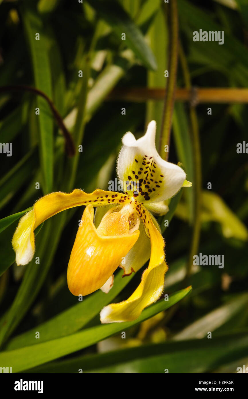 Paphiopedilum villosum orchid on nature background.Paphiopedilum ...