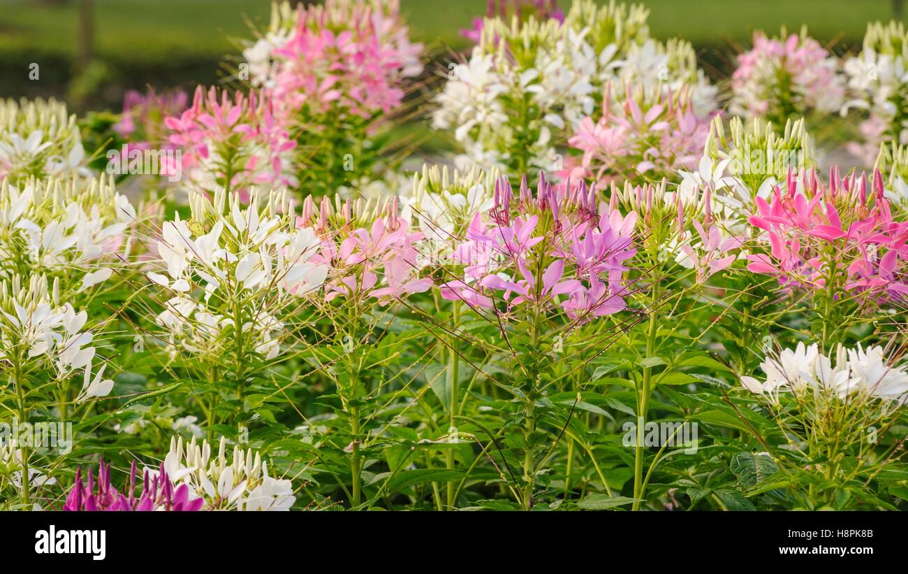 Beautiful pink and white spider flower , the scientific name "Cleome ...