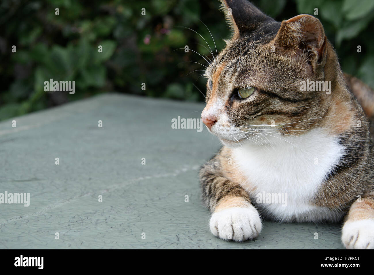 Cat lie down and looking left, Outdoor, Hong Kong Stock Photo - Alamy