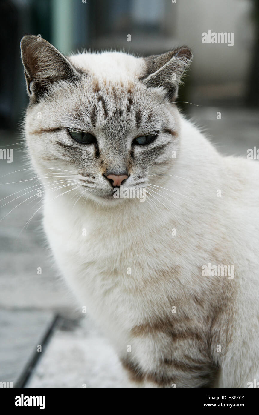 White Cat Looking Sad, Hong Kong, Asia Stock Photo - Alamy