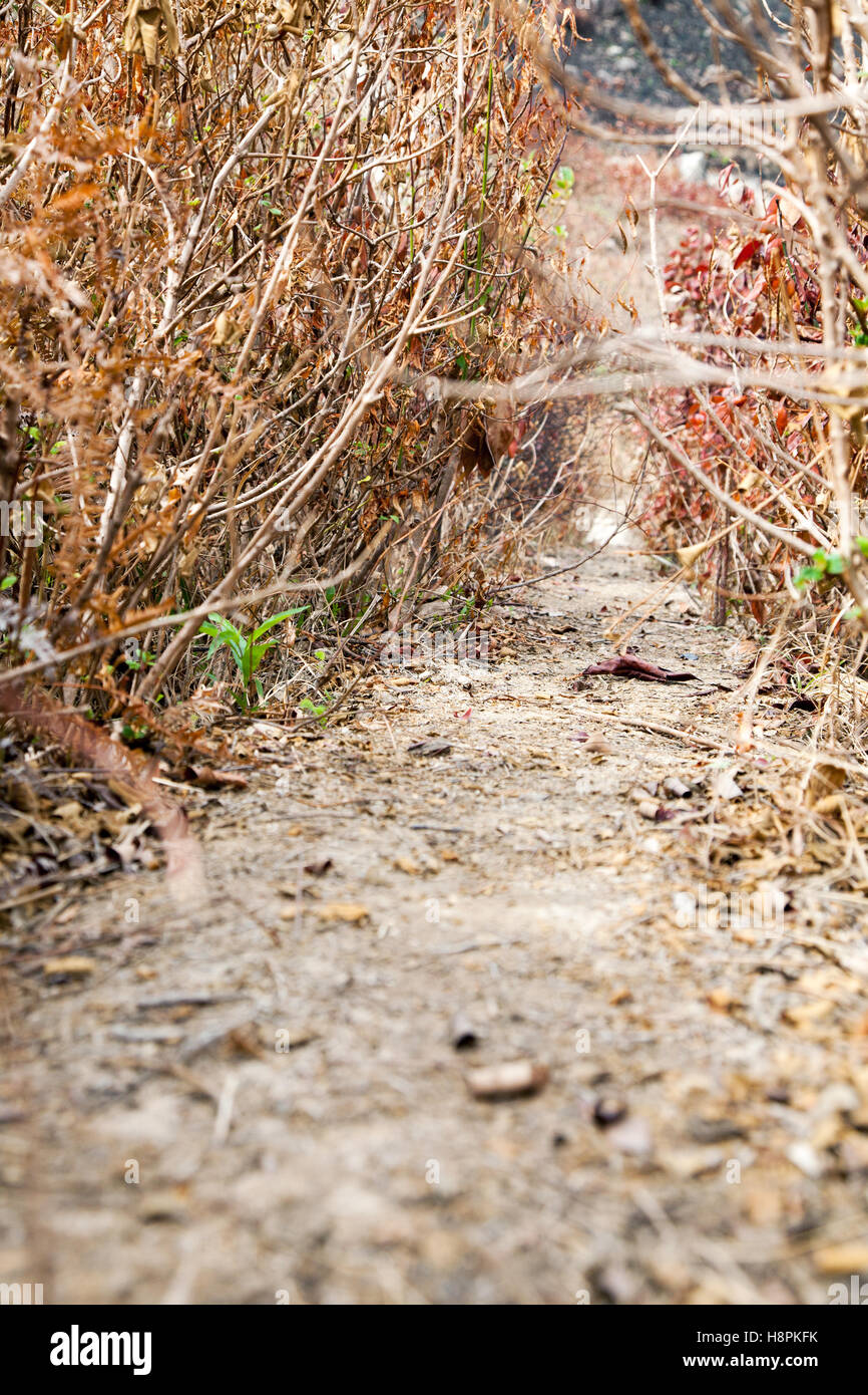 Autumn pathway with title shift effect Stock Photo - Alamy