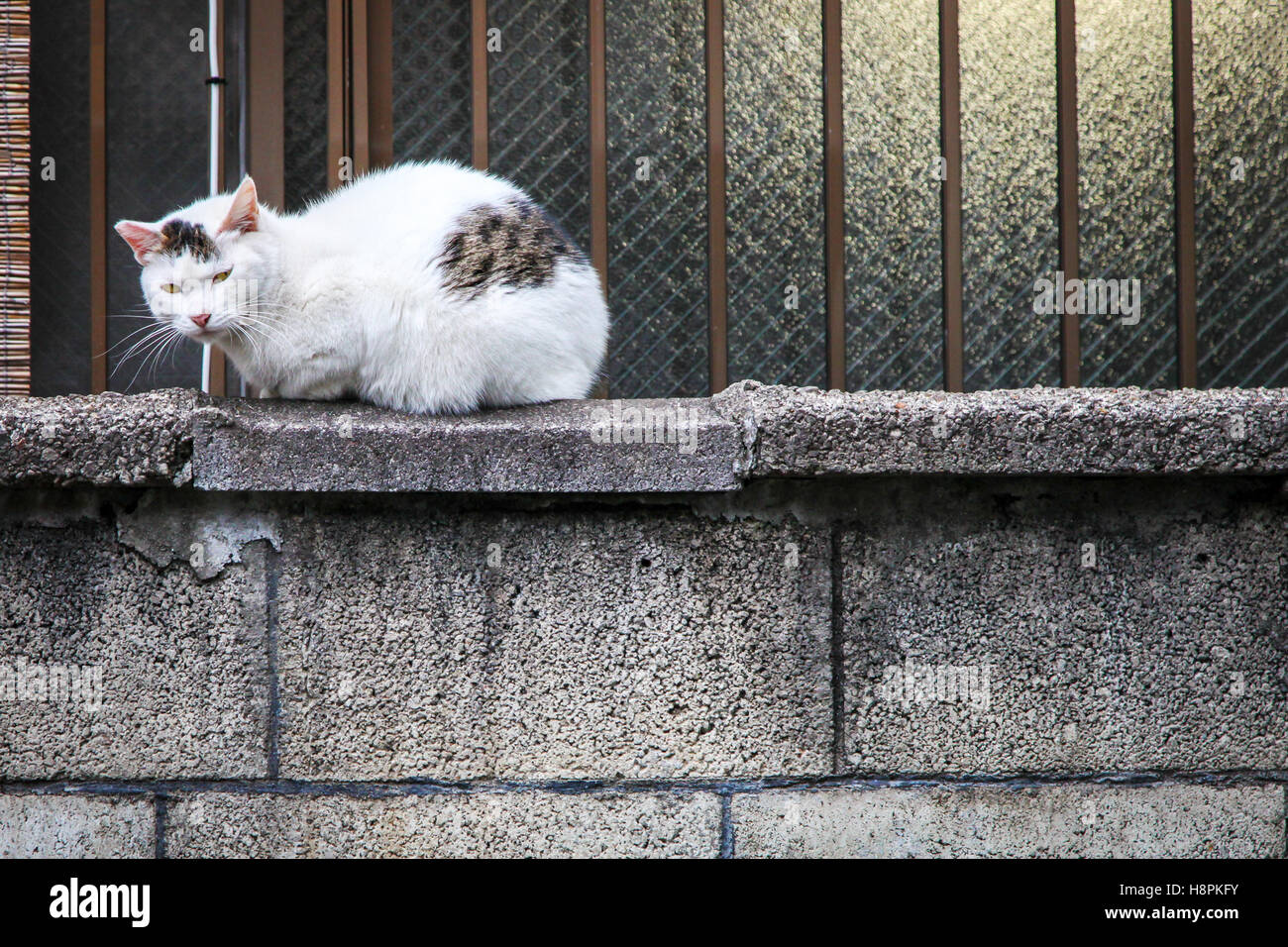 Homeless cat in town Stock Photo - Alamy