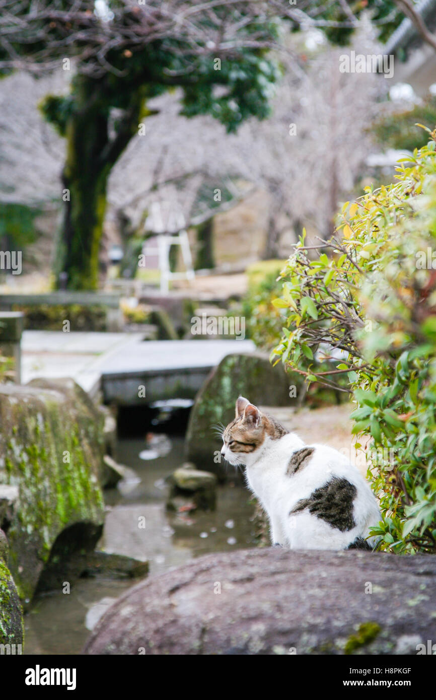 Japanese kitten hi-res stock photography and images - Alamy