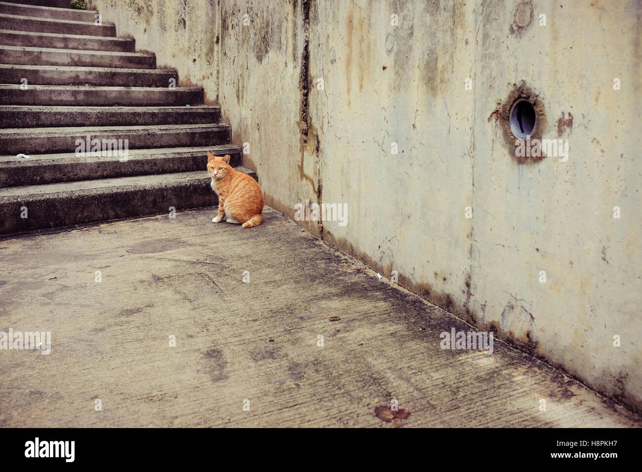 Cat sitting next to stairs in a old town Stock Photo - Alamy