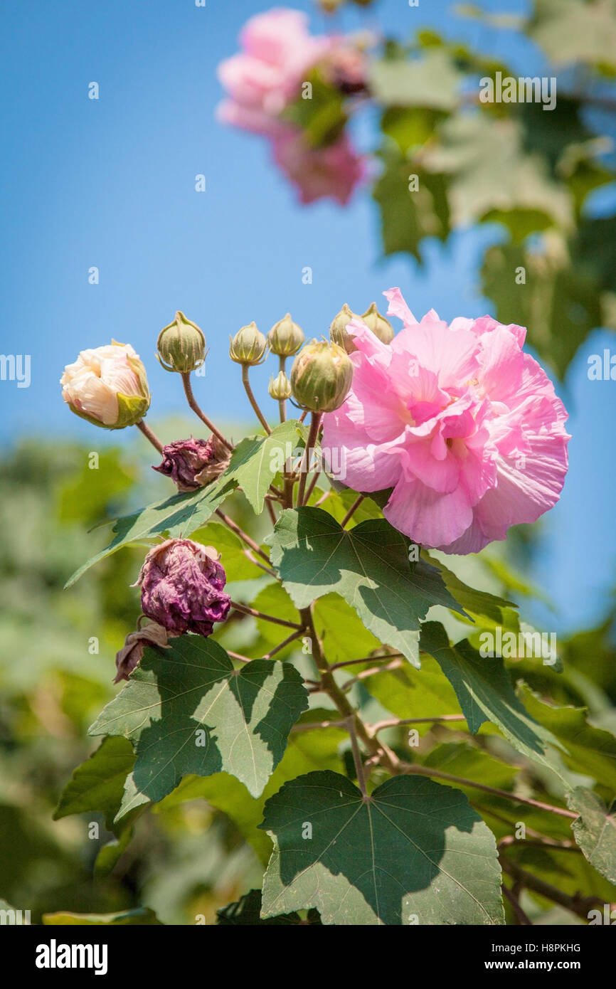Pink flower in Autumn Stock Photo - Alamy