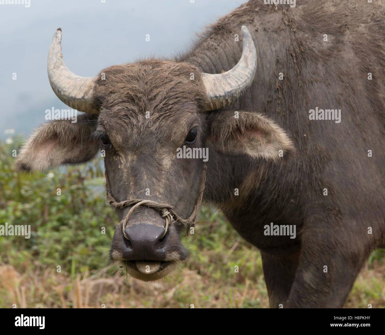 Buffallo hi-res stock photography and images - Alamy