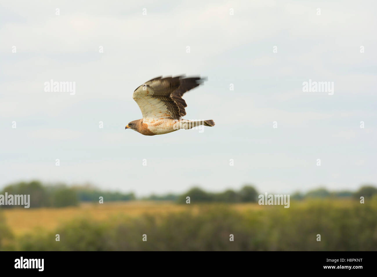 Hawk in flight Stock Photo - Alamy
