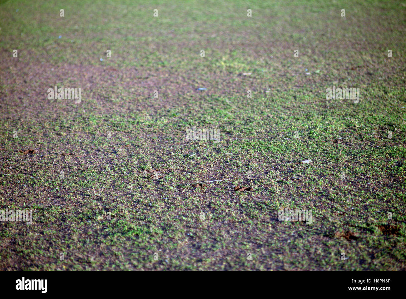 Scottish grass gravel background grasses and weeds Stock Photo - Alamy
