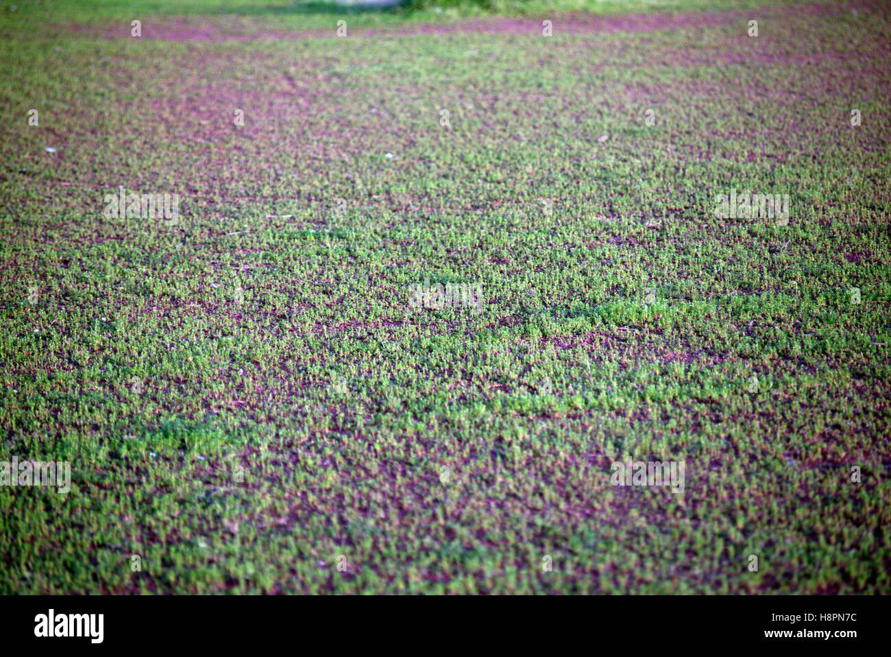 Grasses gravel garden hi-res stock photography and images - Alamy