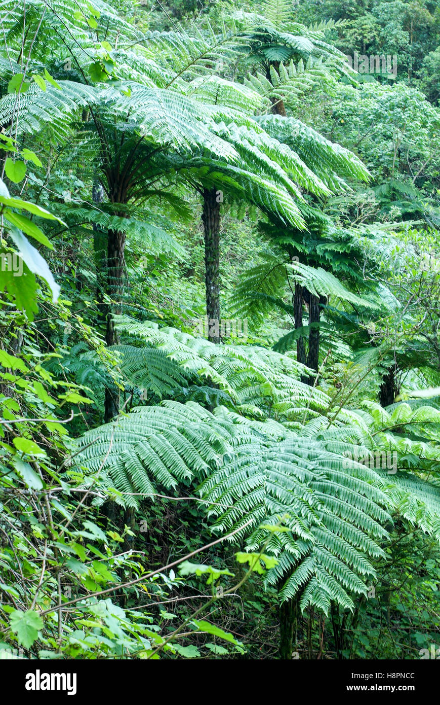 Tropical vegetation in La Reunion Island, France Stock Photo - Alamy