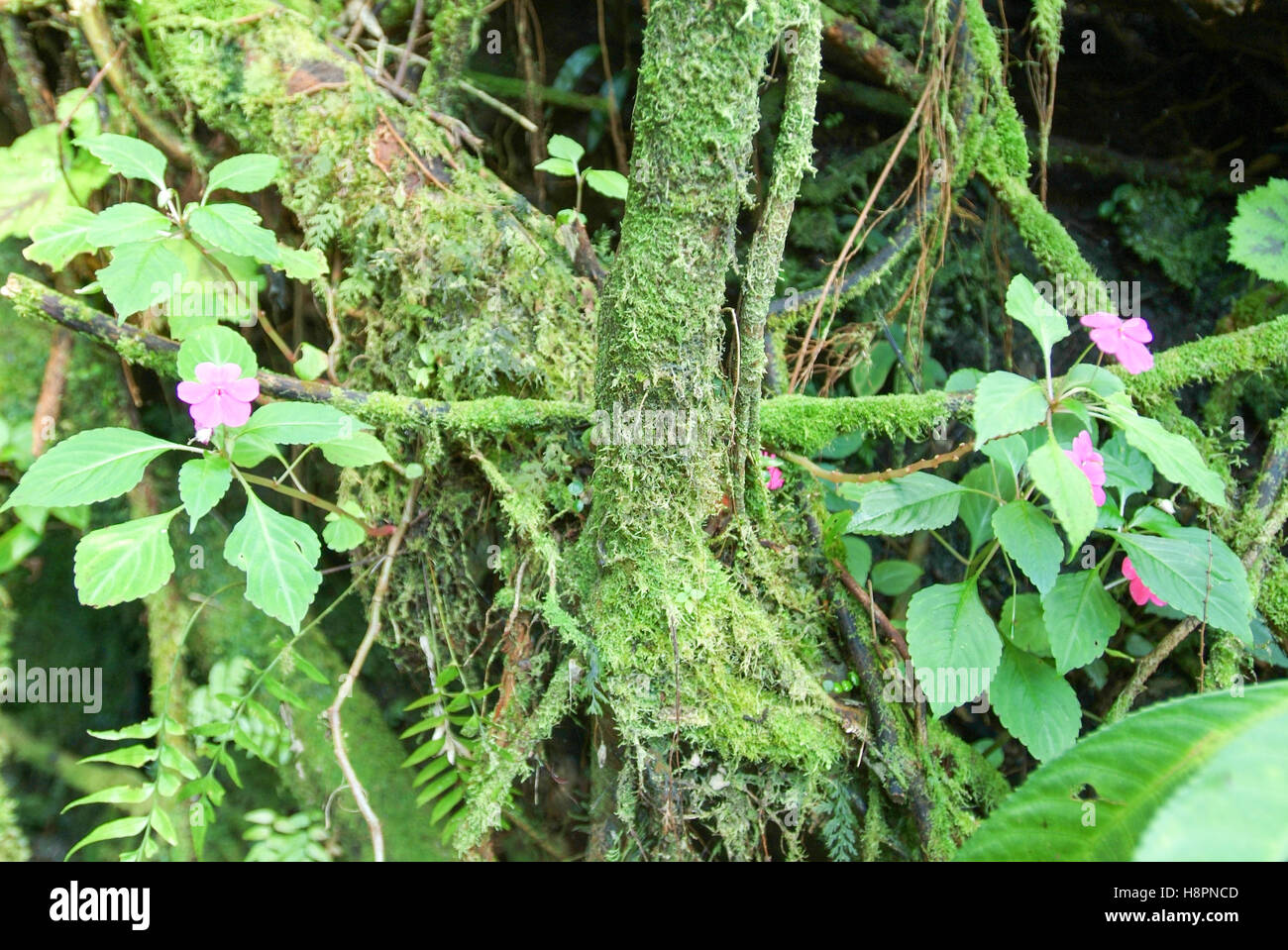 Tropical vegetation in La Reunion Island, France Stock Photo - Alamy