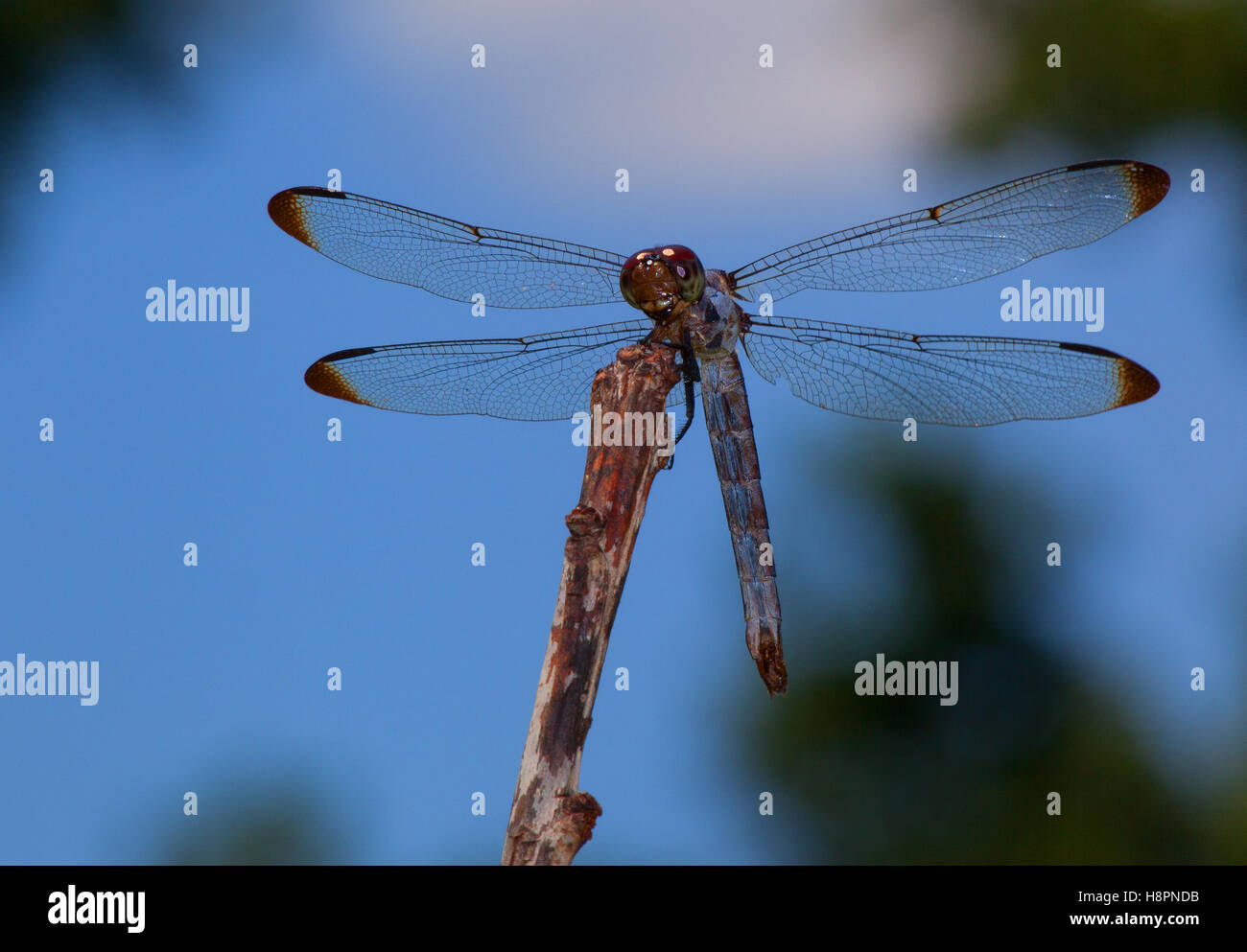 Dragonfly hunting hi-res stock photography and images - Alamy