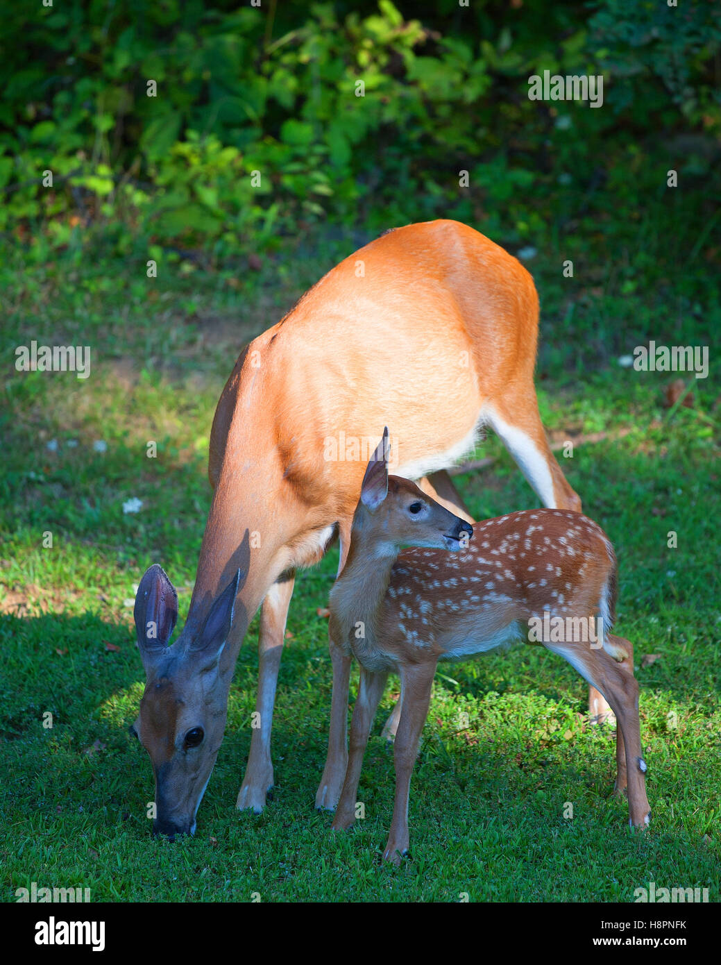 Pair female deer eating hi-res stock photography and images - Alamy