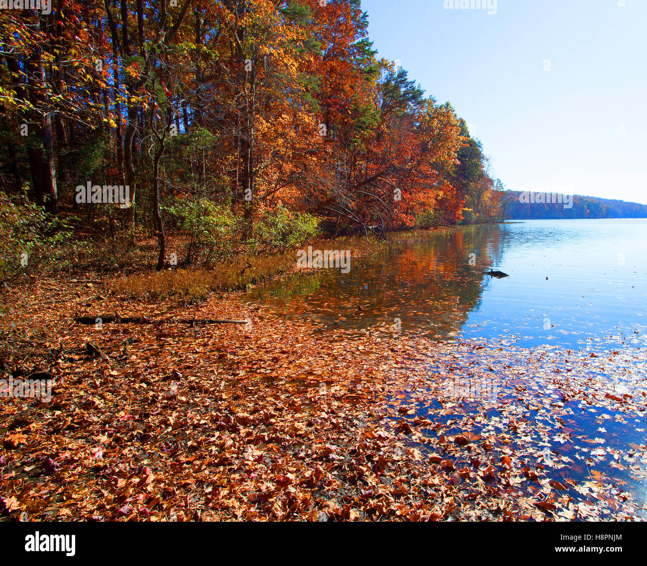 Autumn leaves that have been blown into a shoreline Stock Photo - Alamy