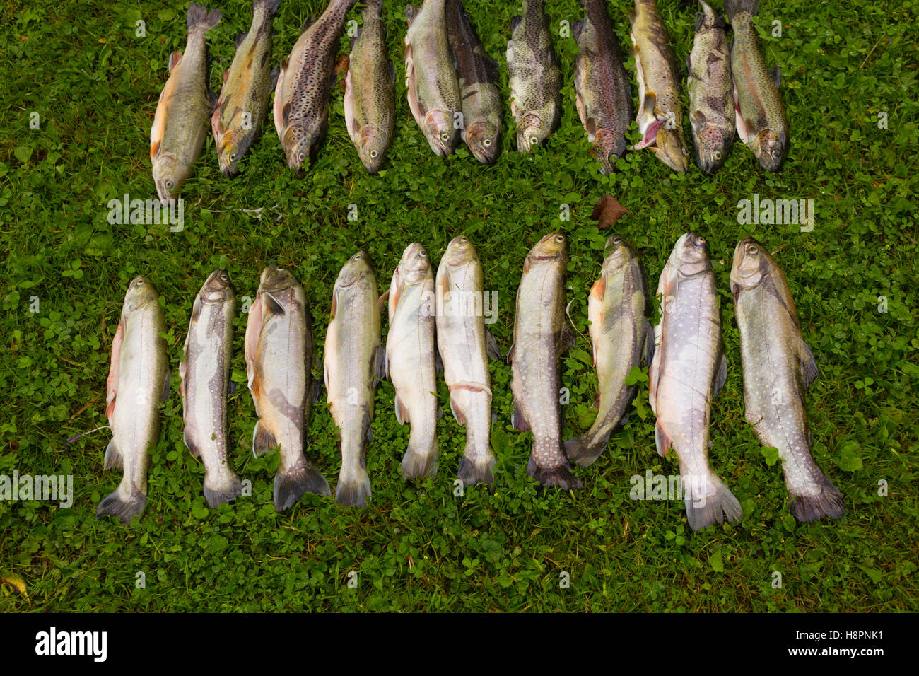Trout underwater river hi-res stock photography and images - Alamy