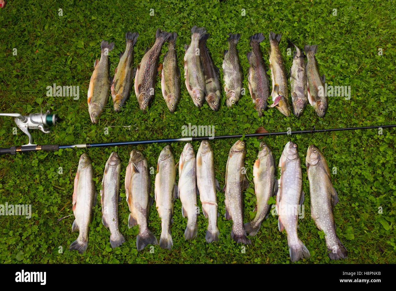 Trout fish fishing hi-res stock photography and images - Alamy