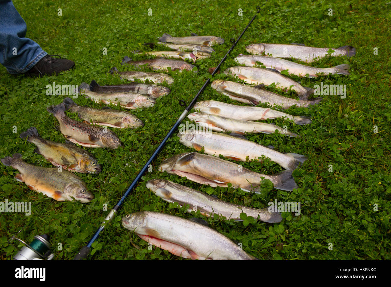 Closeup of trout fish and fishing rod Stock Photo - Alamy