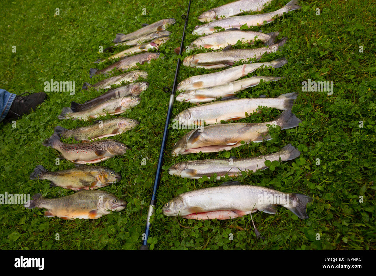 Closeup of trout fish and fishing rod Stock Photo - Alamy