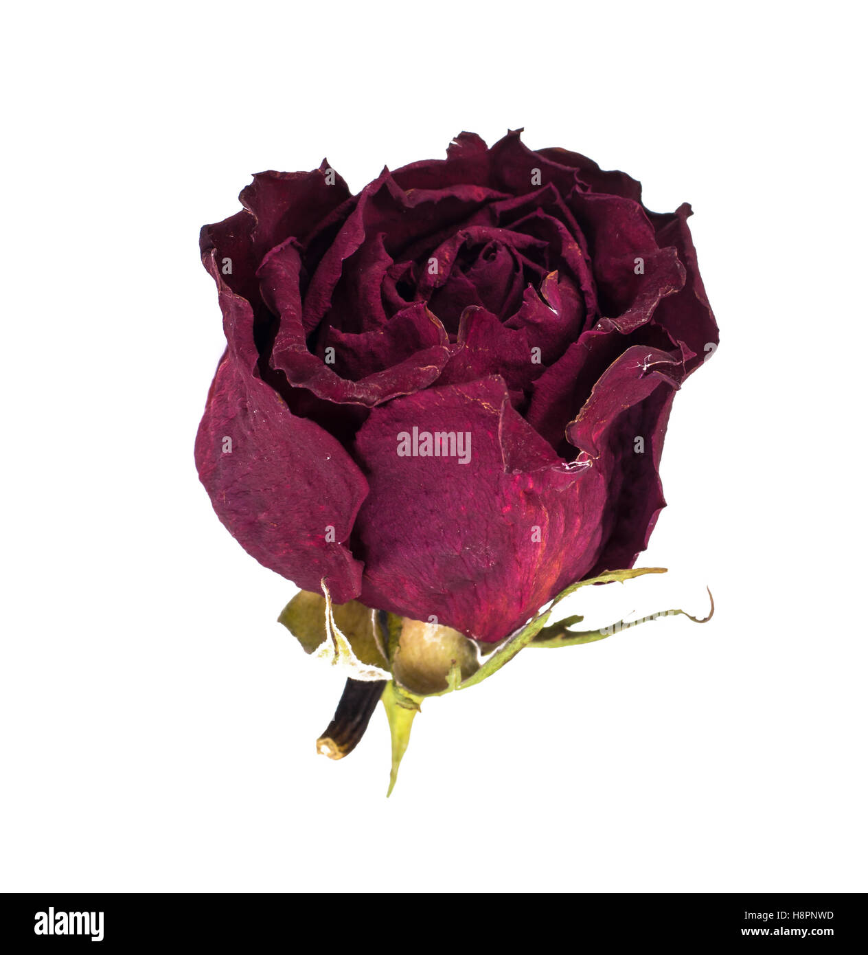 Dry Rose on White Background Stock Photo - Alamy