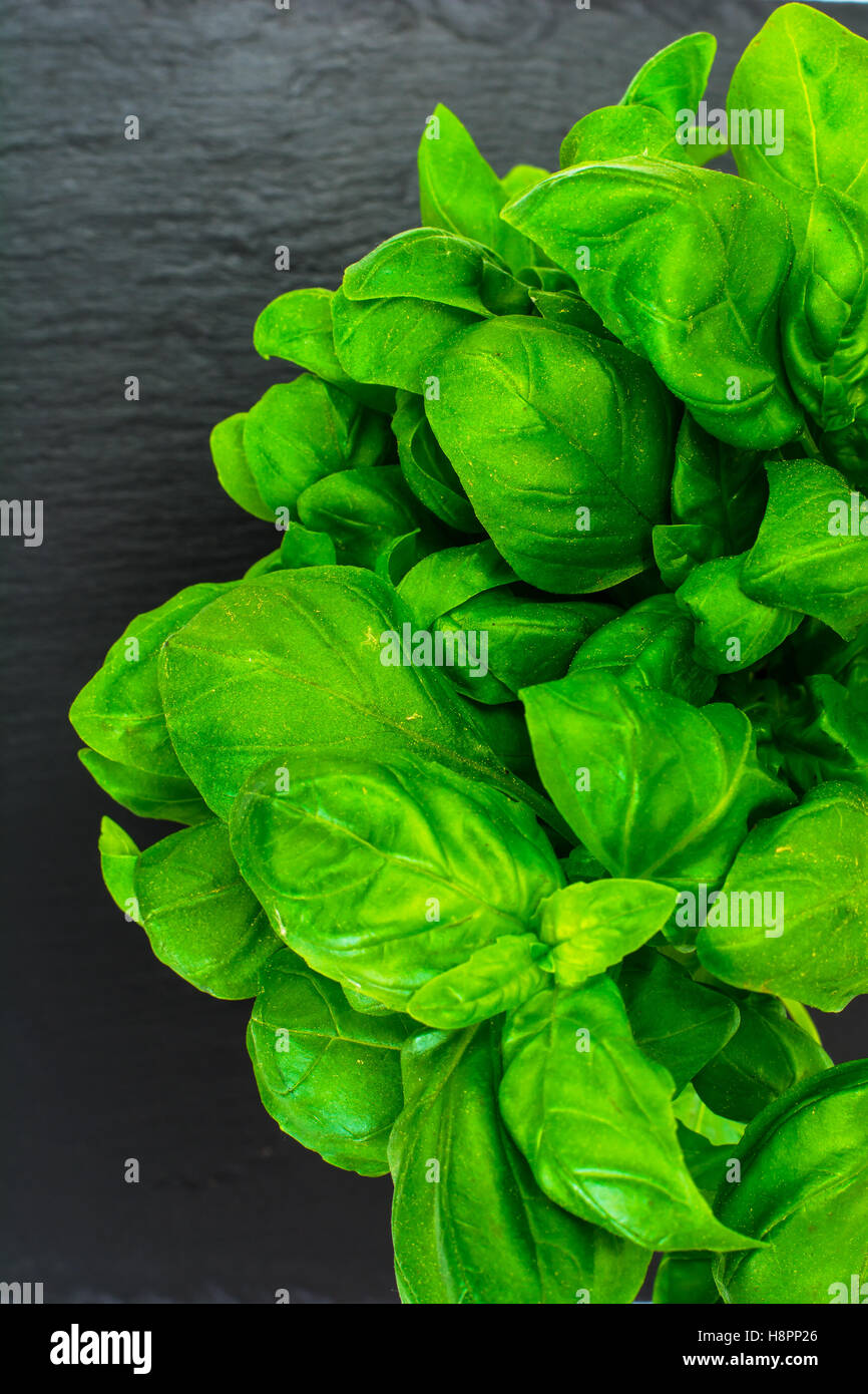 Fresh Basil on Black Background Stock Photo - Alamy
