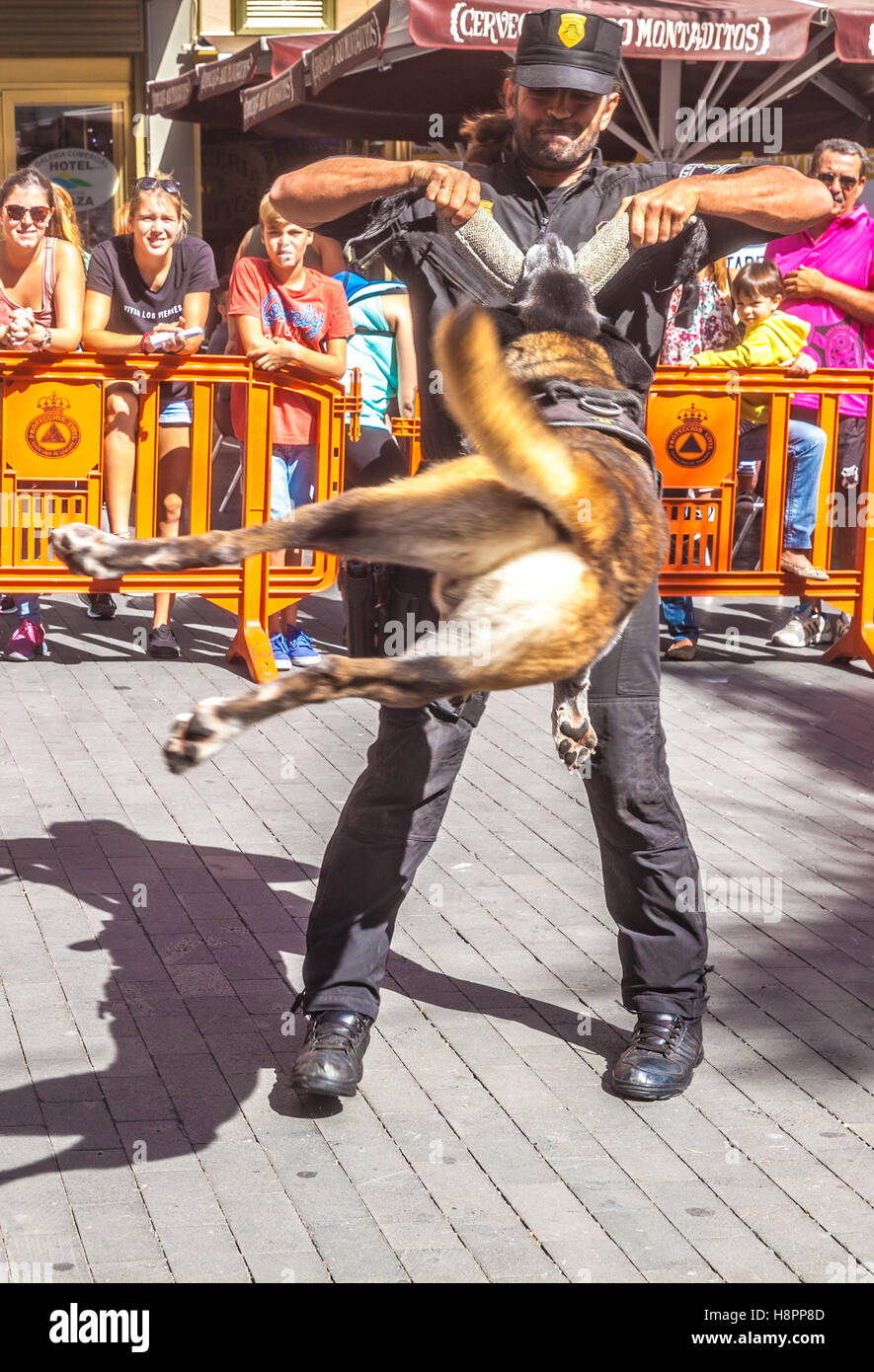 K9 drug detection dog public exhibit Stock Photo - Alamy