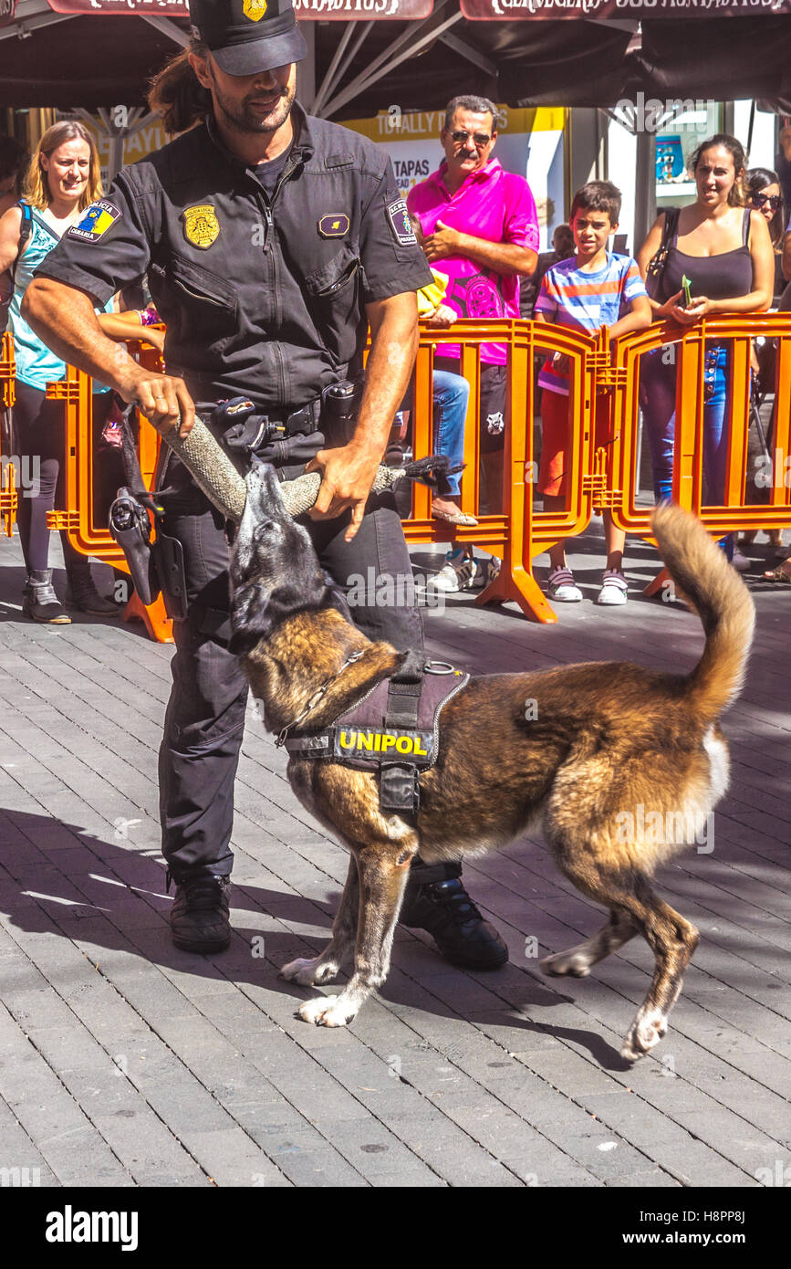 K9 drug detection dog public exhibit Stock Photo - Alamy