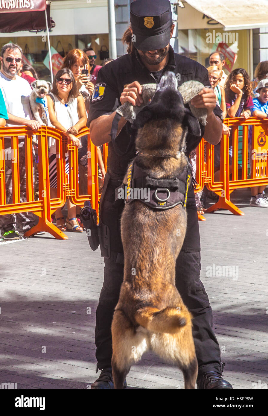 K9 drug detection dog public exhibit Stock Photo - Alamy
