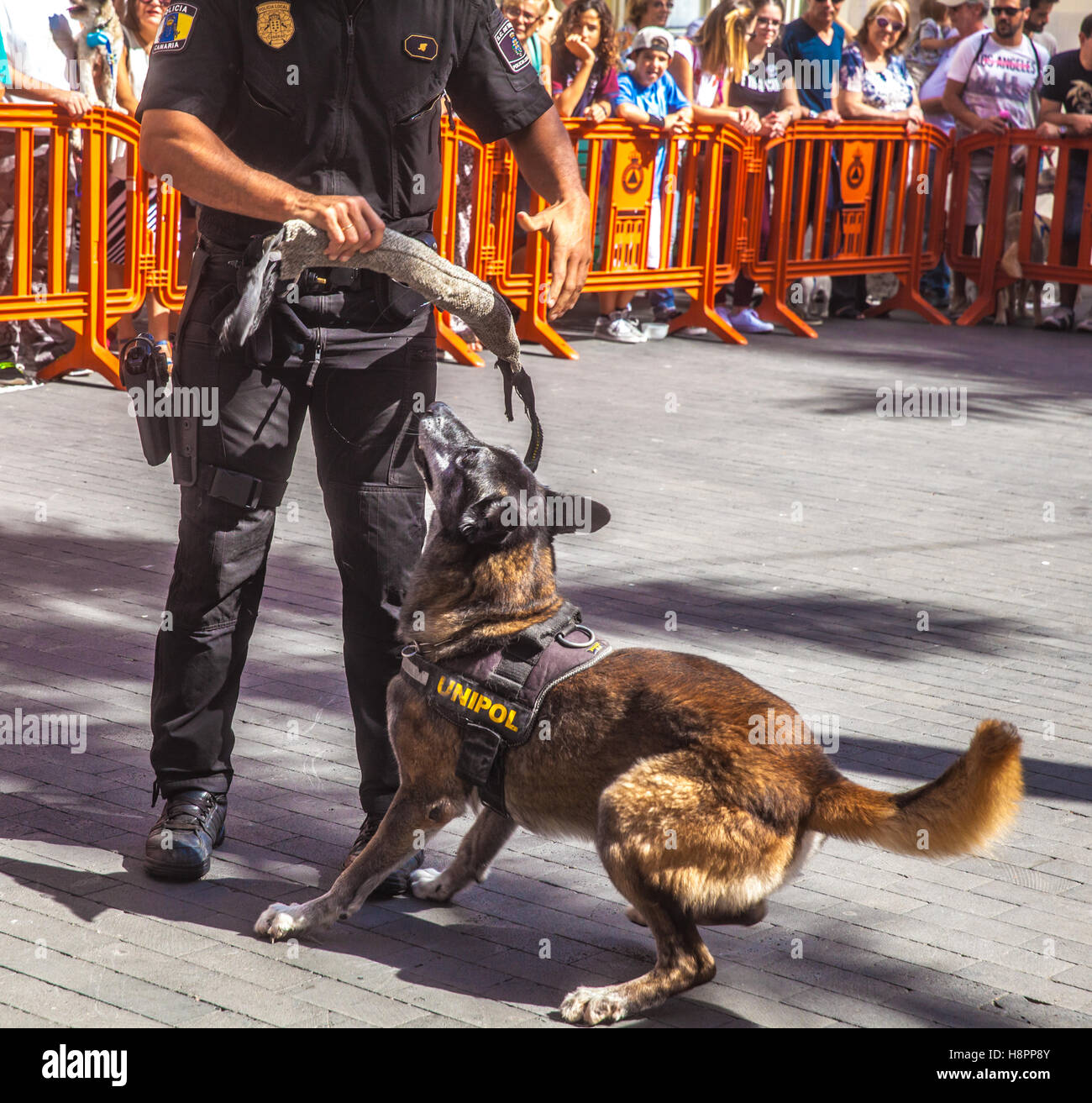 K9 drug detection dog public exhibit Stock Photo - Alamy