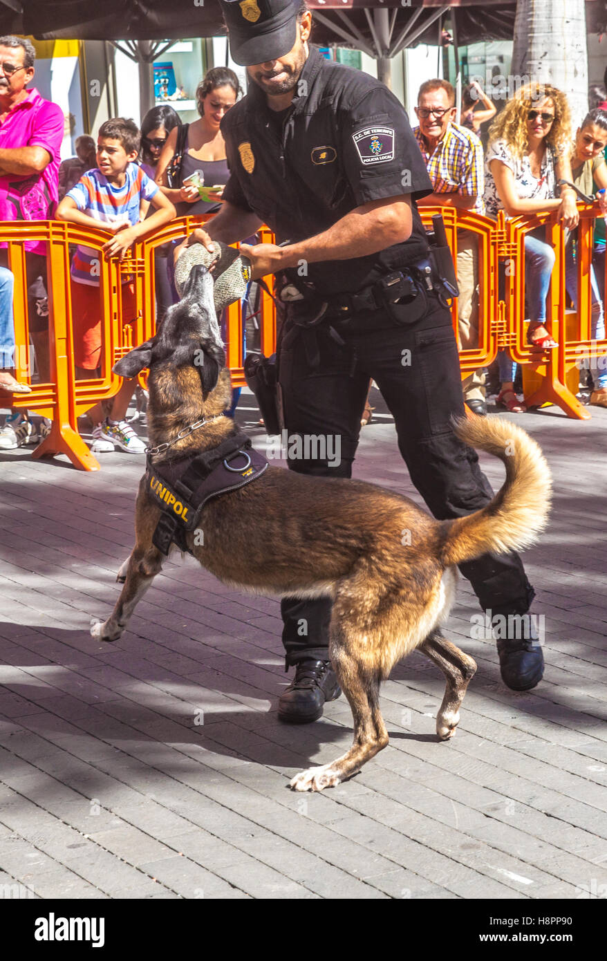 K9 drug detection dog public exhibit Stock Photo - Alamy