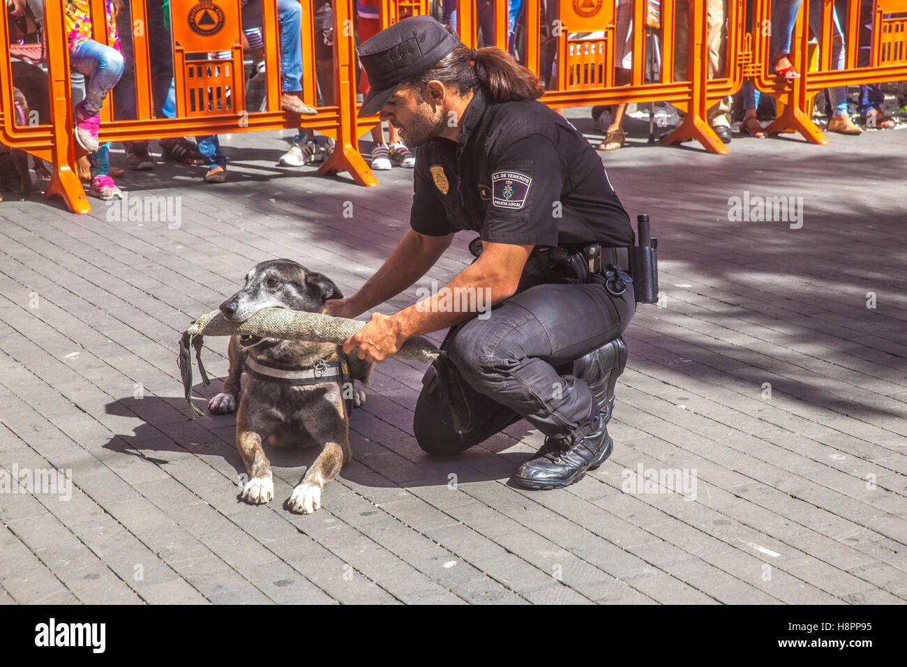 K9 drug detection dog public exhibit Stock Photo - Alamy