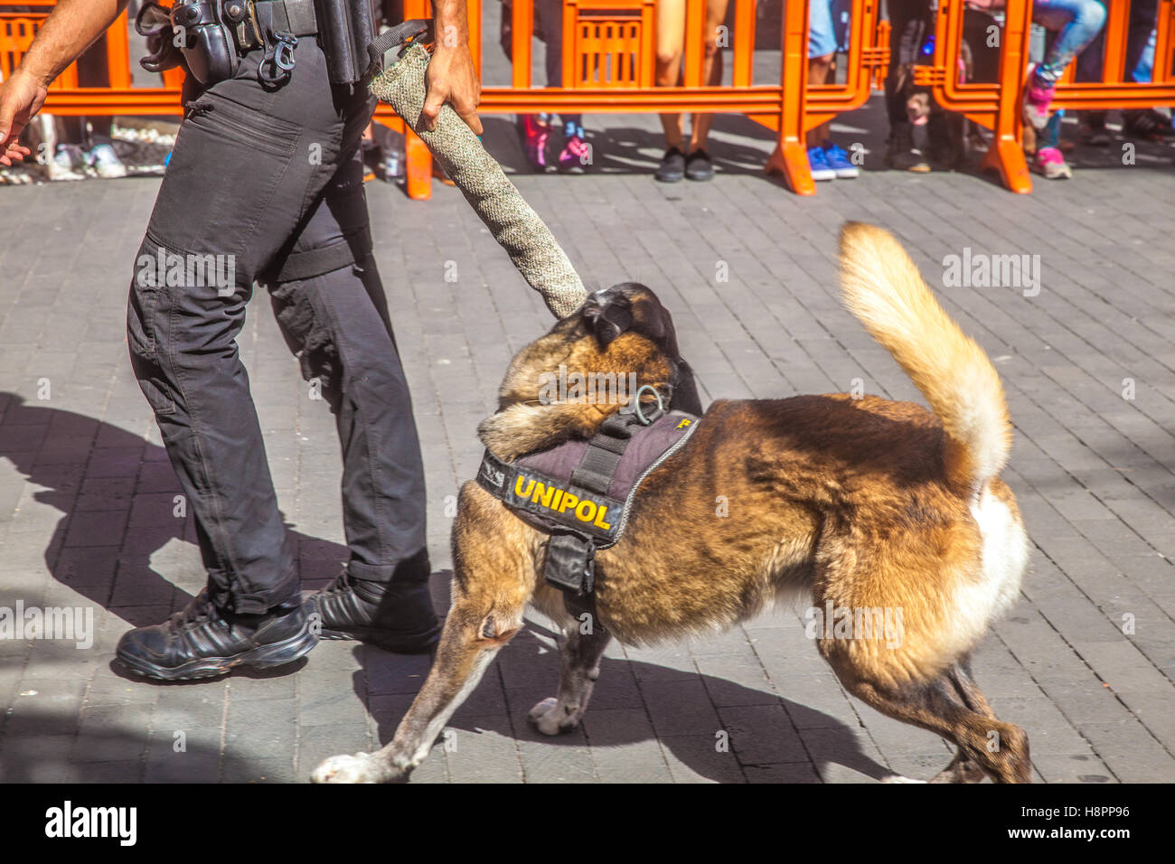 K9 drug detection dog public exhibit Stock Photo - Alamy