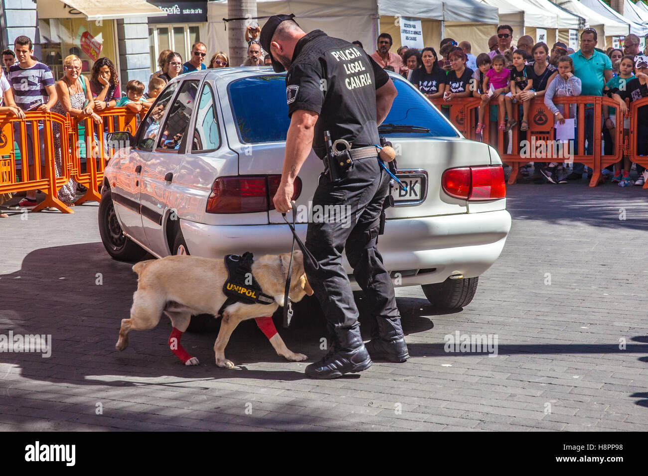 K9 drug detection dog public exhibit Stock Photo - Alamy