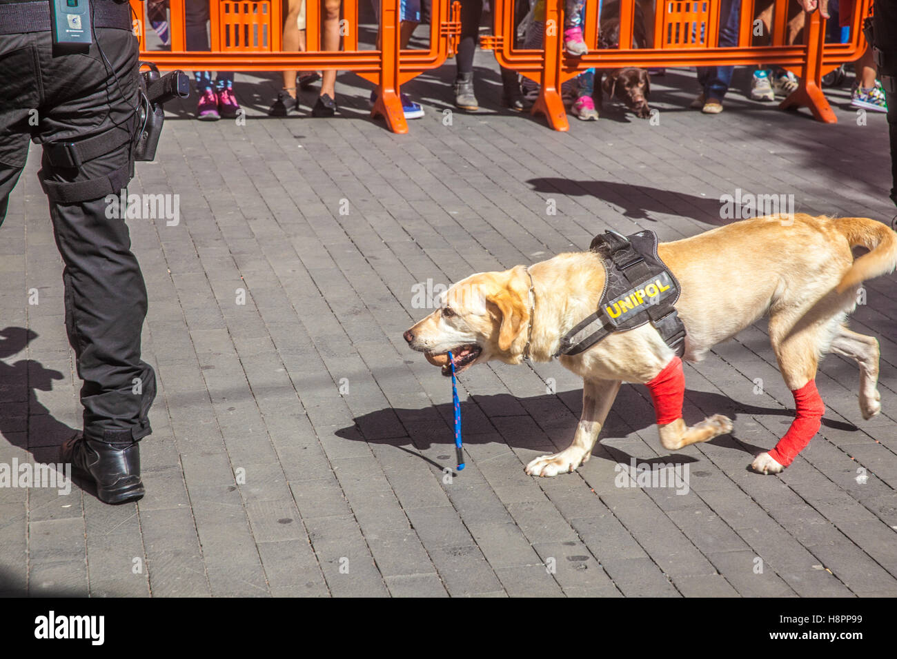 K9 drug detection dog public exhibit Stock Photo - Alamy