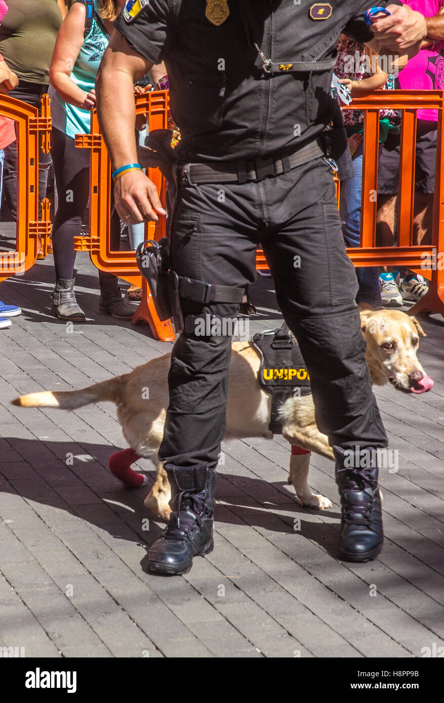 K9 drug detection dog public exhibit Stock Photo - Alamy
