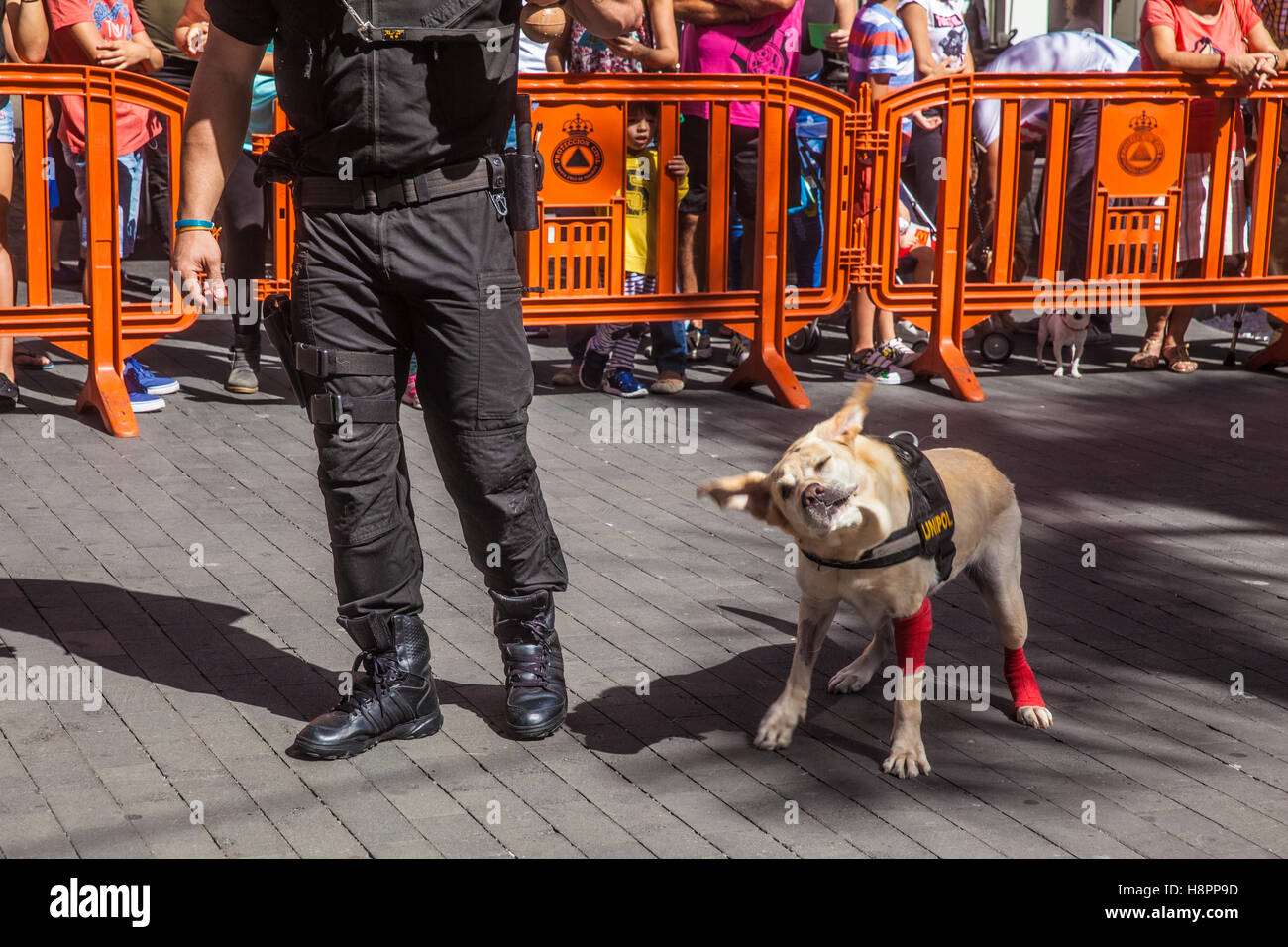 K9 drug detection dog public exhibit Stock Photo - Alamy