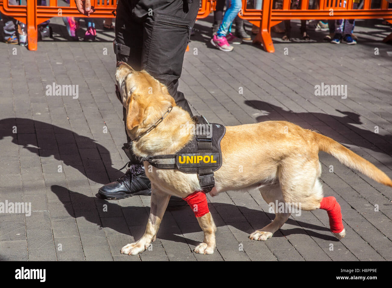 K9 drug detection dog public exhibit Stock Photo - Alamy