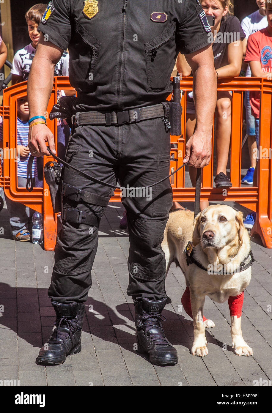 K9 drug detection dog public exhibit Stock Photo - Alamy
