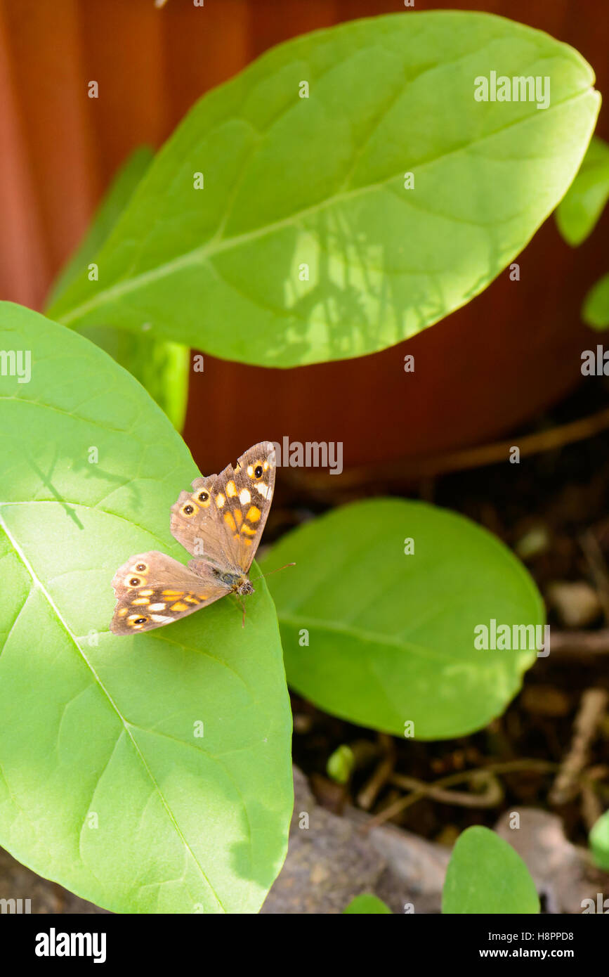 Butterfly color hi-res stock photography and images - Alamy