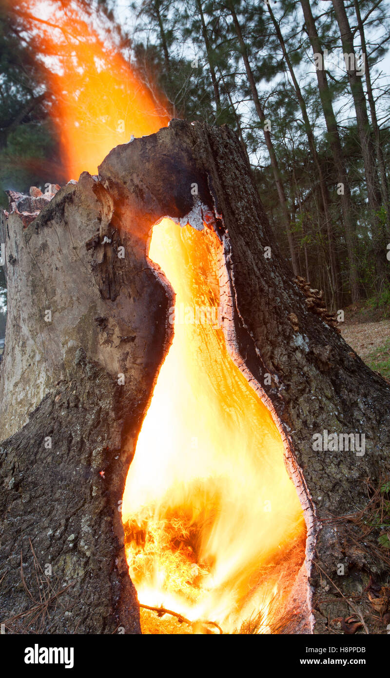 Hot fire burning in and out of a hollow tree stump Stock Photo - Alamy