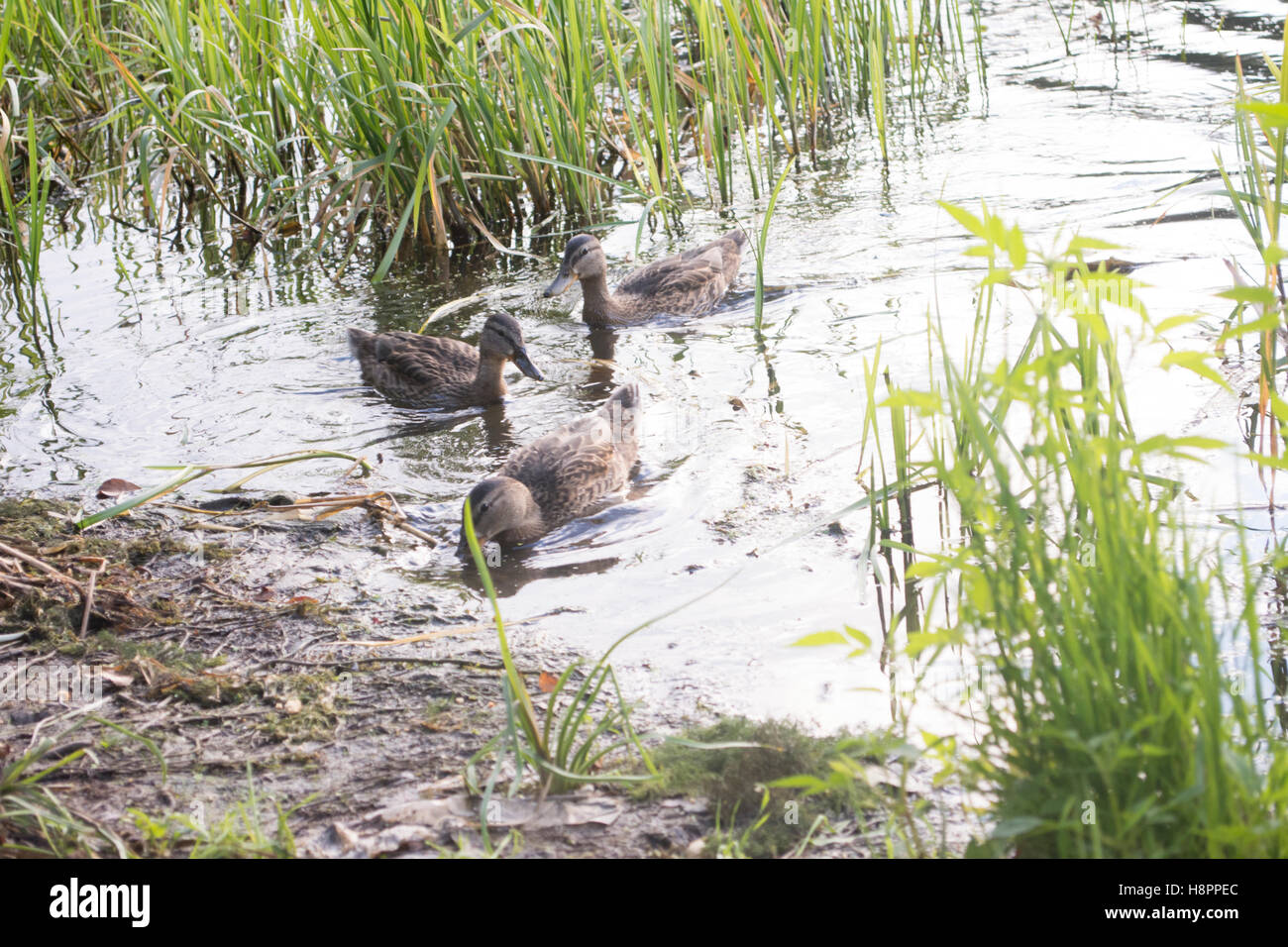 duck, lake, water, cattail Stock Photo - Alamy